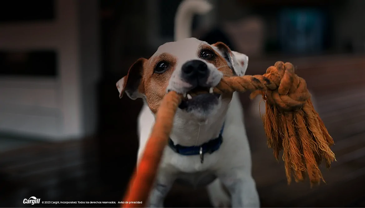 5 Divertidos Juegos Para Mantener A Tu Pingo Ejercitado - Pingo